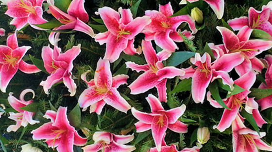 Semnificatia crinului in raport cu efemeritatea omului. coroana funerara